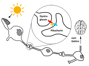 Pikachurin: wenn Gamer zu Forschern werden - Das Gen der Woche.