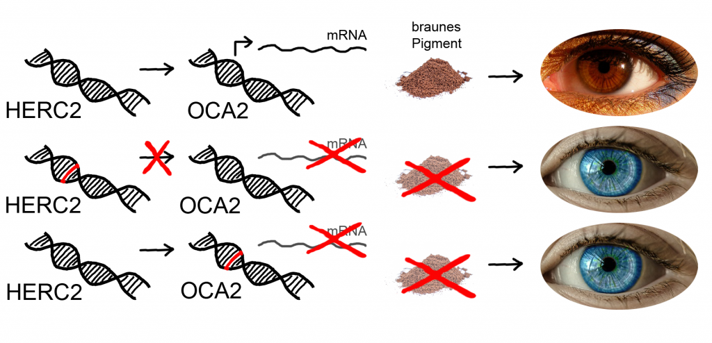 HERC2 and OCA2: how blue-eyed is the perpetrator? - The Gene of the Week.