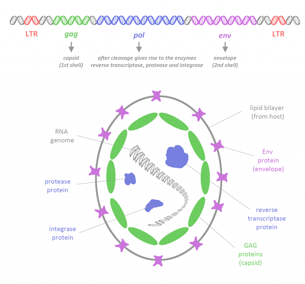 Arc - How an ancient virus helps us learn - The Gene of the Week.