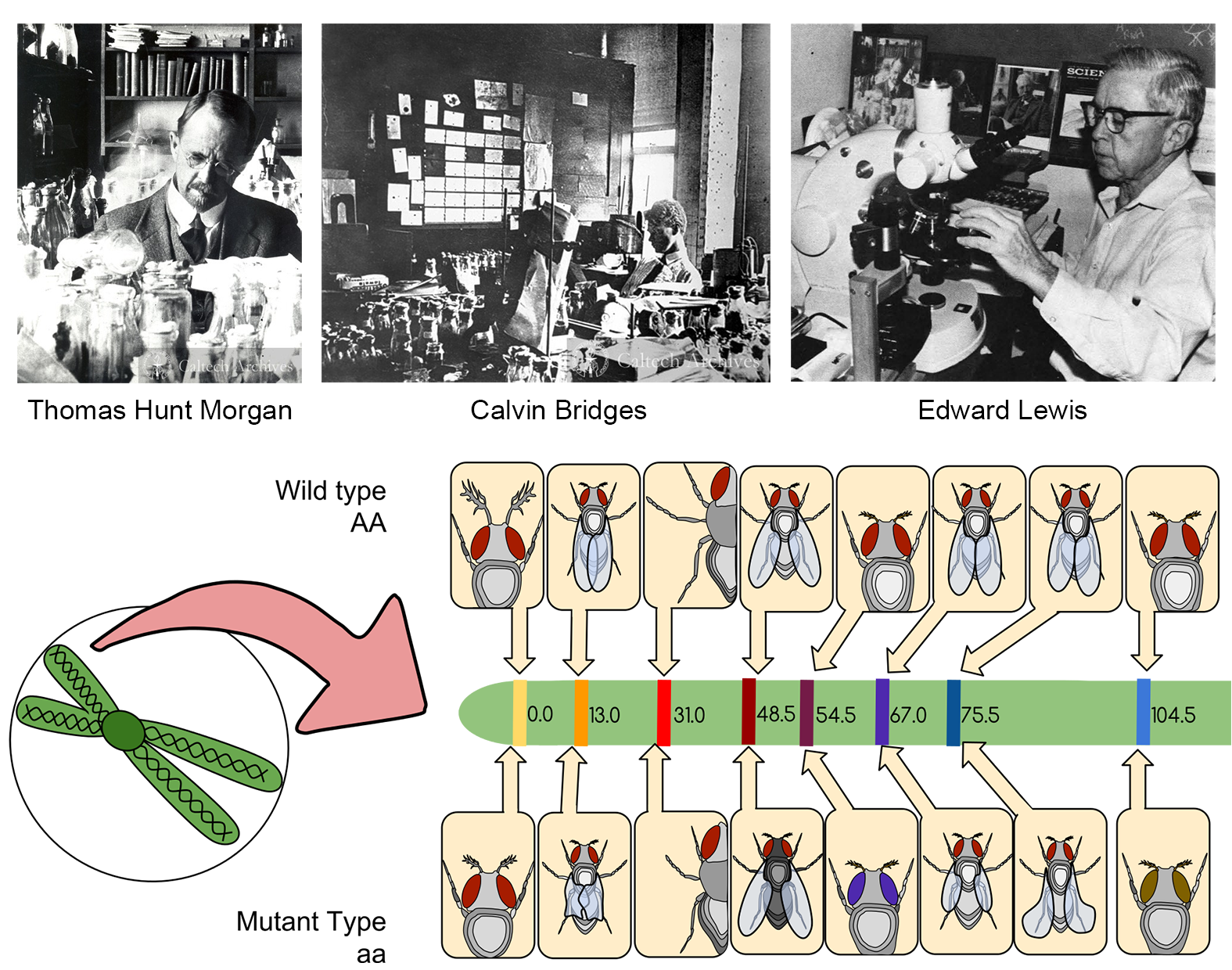 Was ist ein Gen? - Das Gen der Woche.